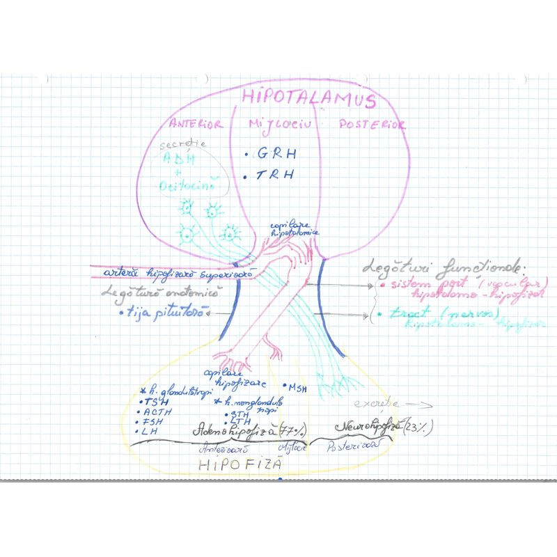 Glande - Legăturile hipotalamo-hipofizare - meditatii-medicina.ro