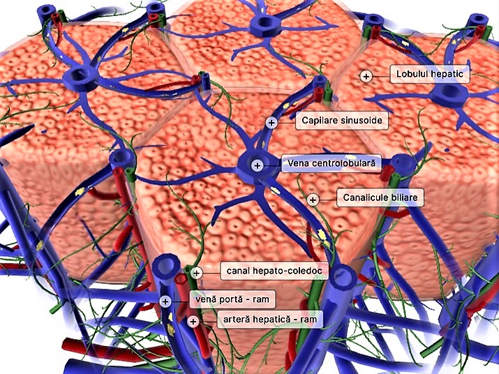 Lobulul hepatic - meditatii-medicina.ro