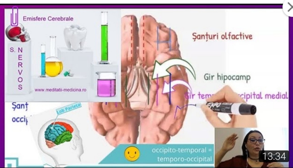 Sistem Nervos 3 - Emisferele Cerebrale #MaterieAdmitereMedicina ...